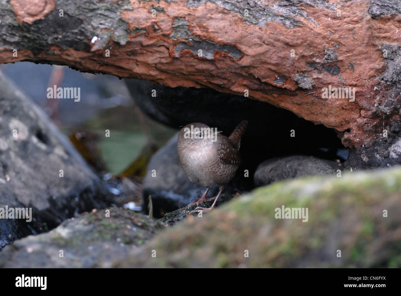 Wren t brown hi-res stock photography and images - Alamy