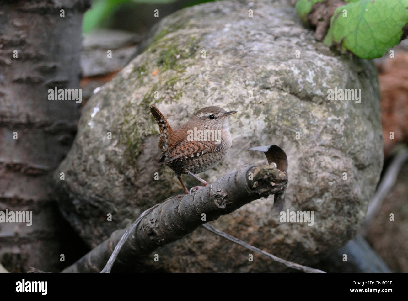 Wren t brown hi-res stock photography and images - Alamy