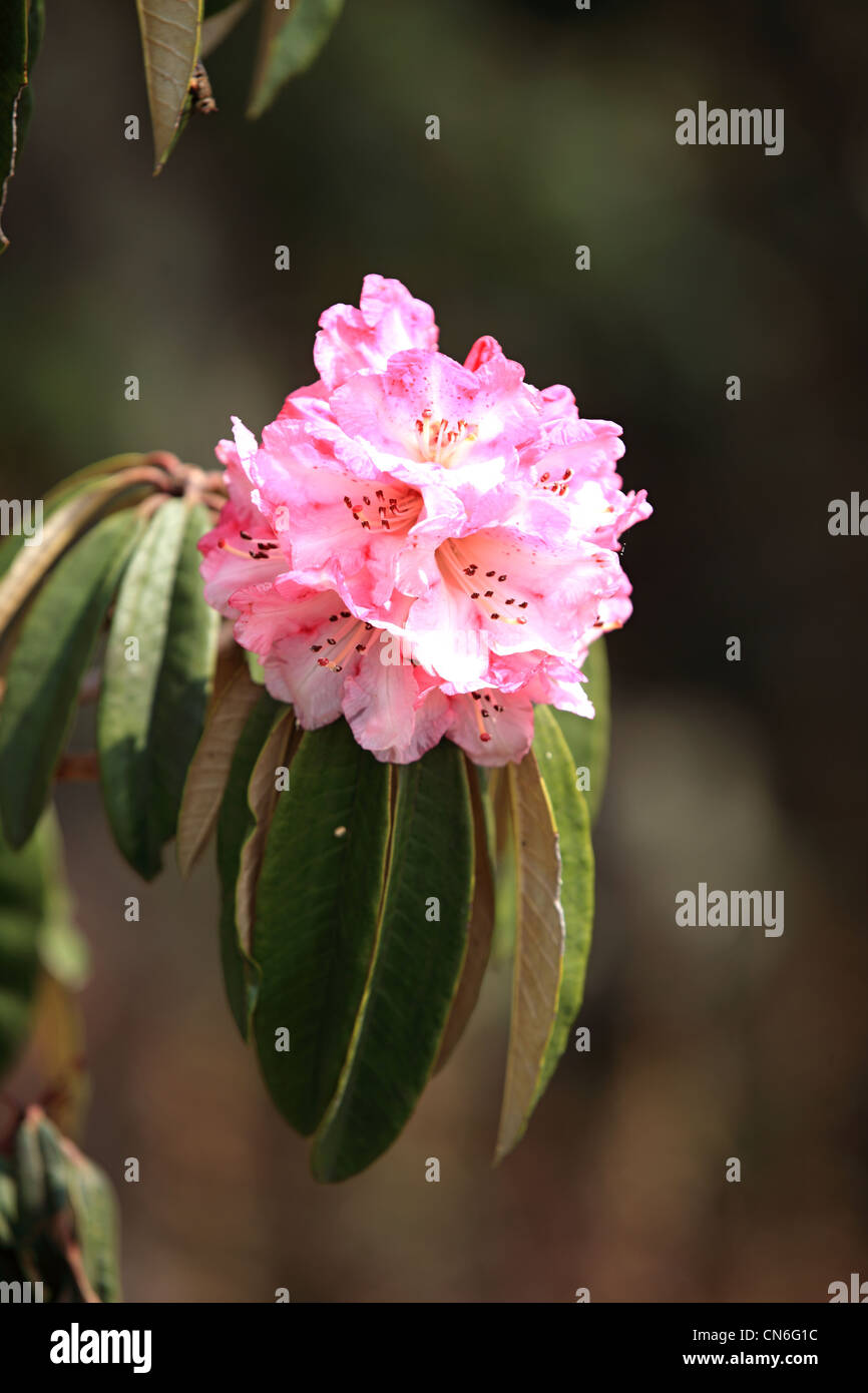 Nepali rhododendron - Nepal Stock Photo - Alamy