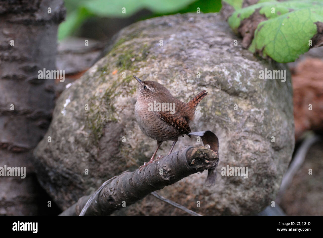 Wren t brown hi-res stock photography and images - Alamy