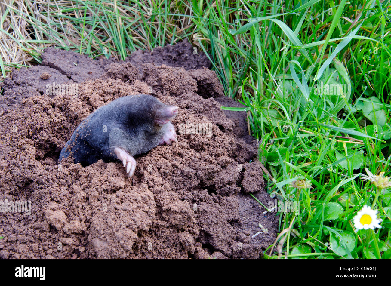 spring mole and molehill in the garden Stock Photo - Alamy