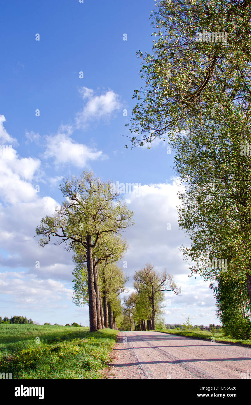 spring gravel road with tree perspective Stock Photo - Alamy