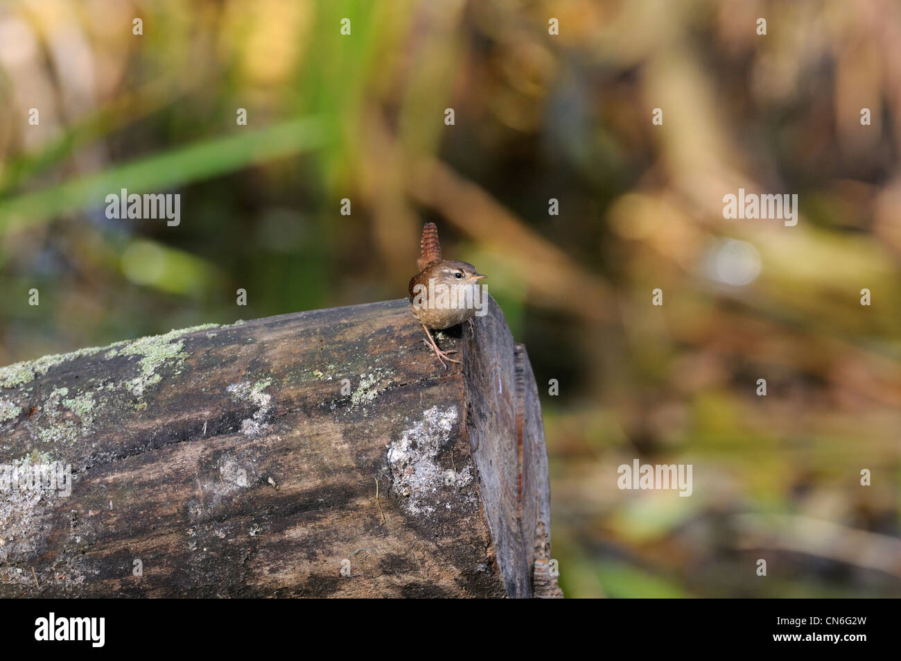 Wren t brown hi-res stock photography and images - Alamy