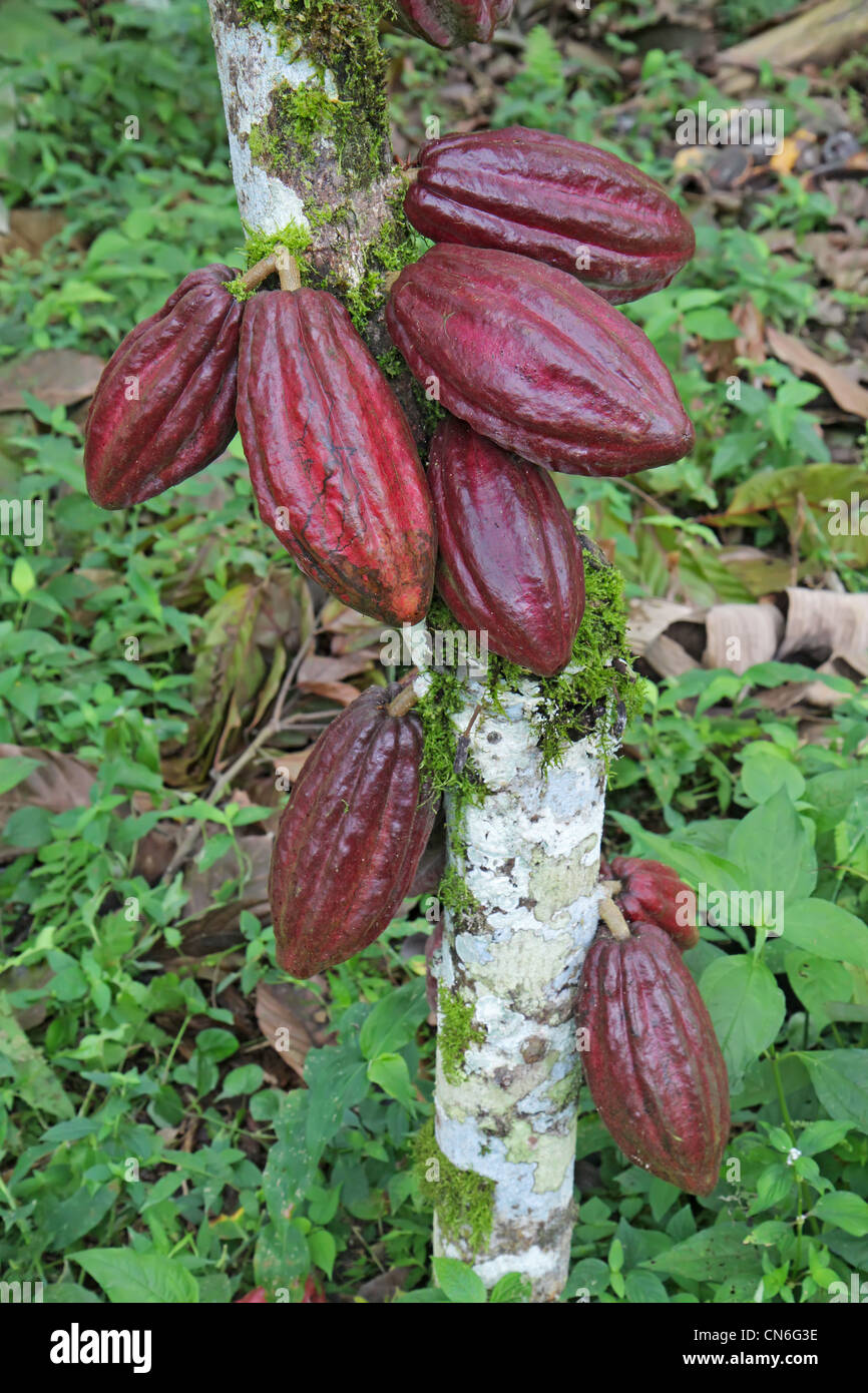 Multiple pods of Arriba cacao Stock Photo - Alamy