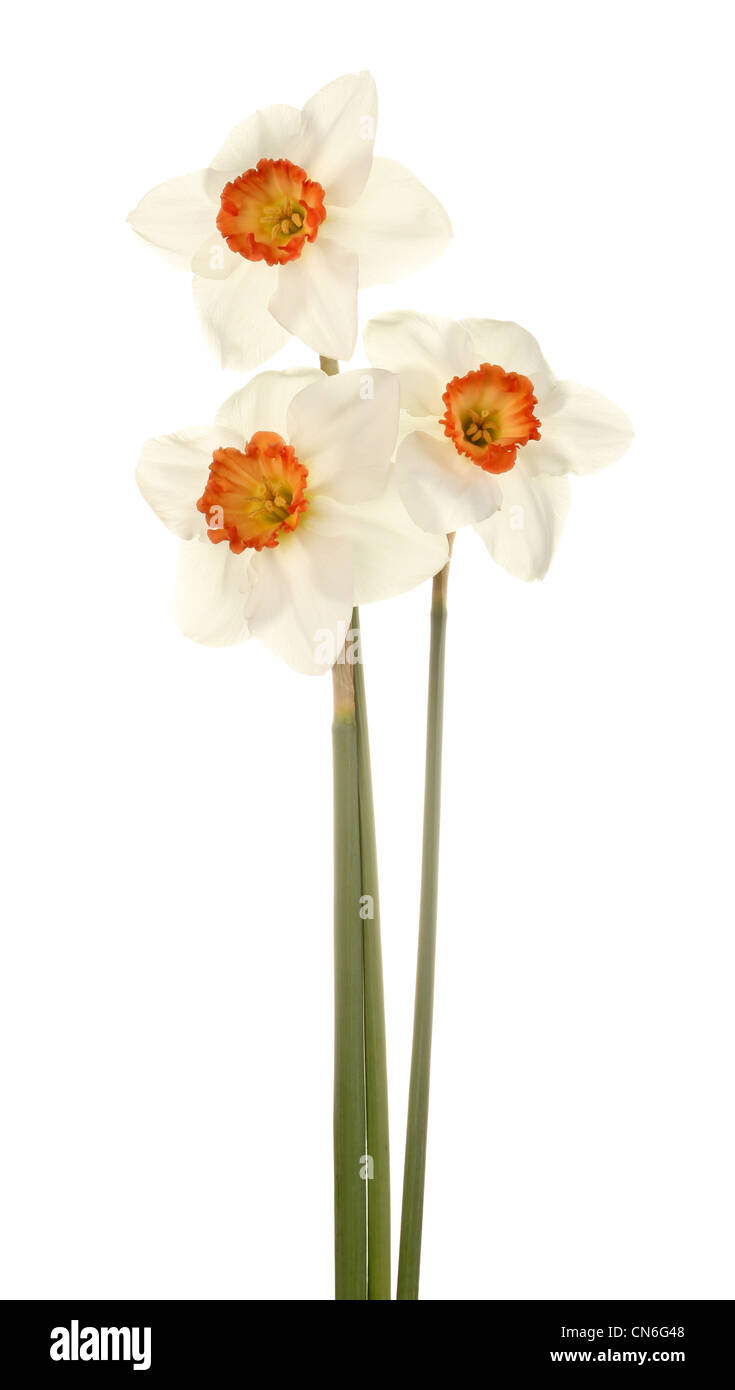 Three stems and flowers of the small-cup daffodil cultivar Pink Rim ...