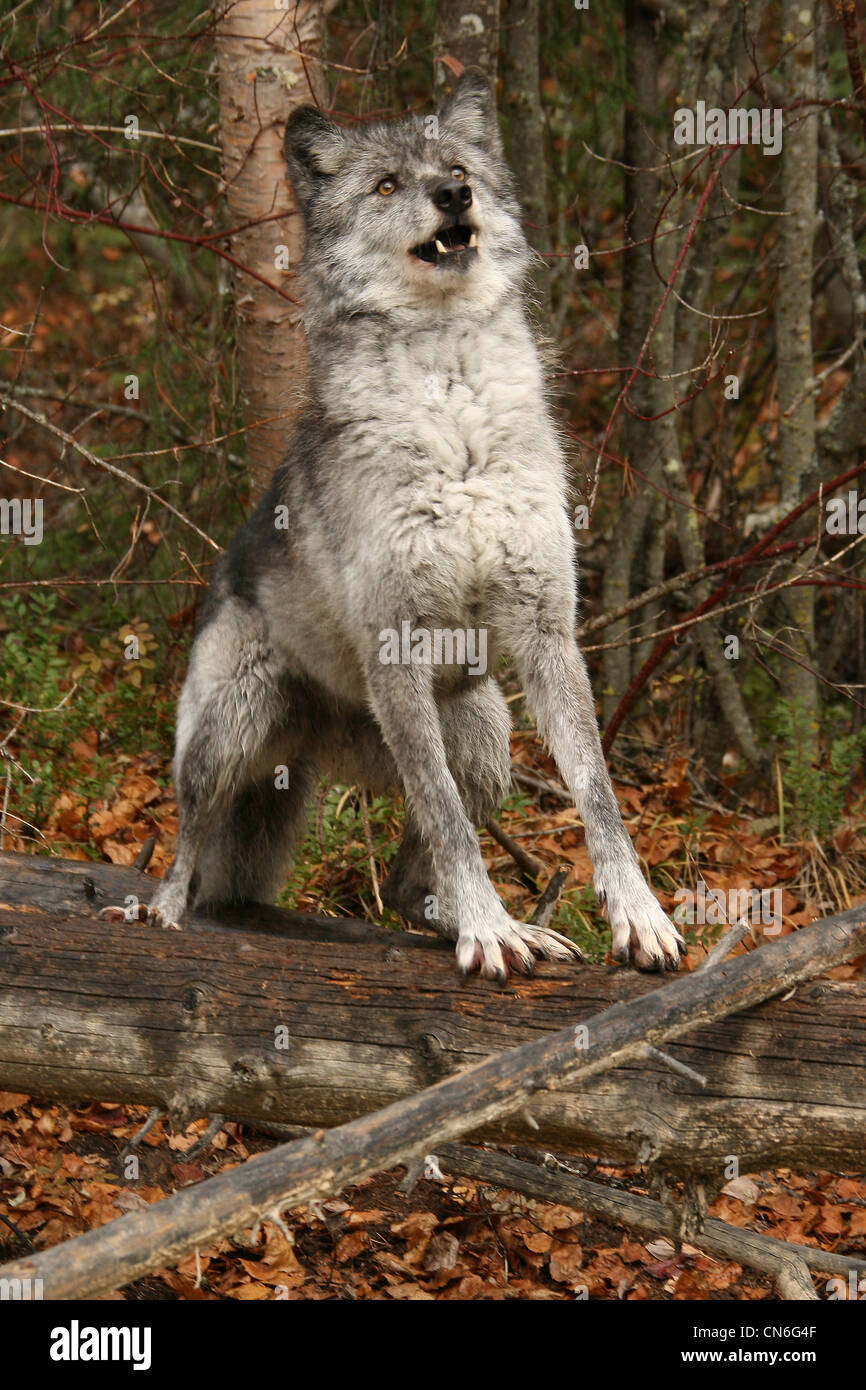 Grey Wolf, outside Golden, British Columbia Stock Photo - Alamy