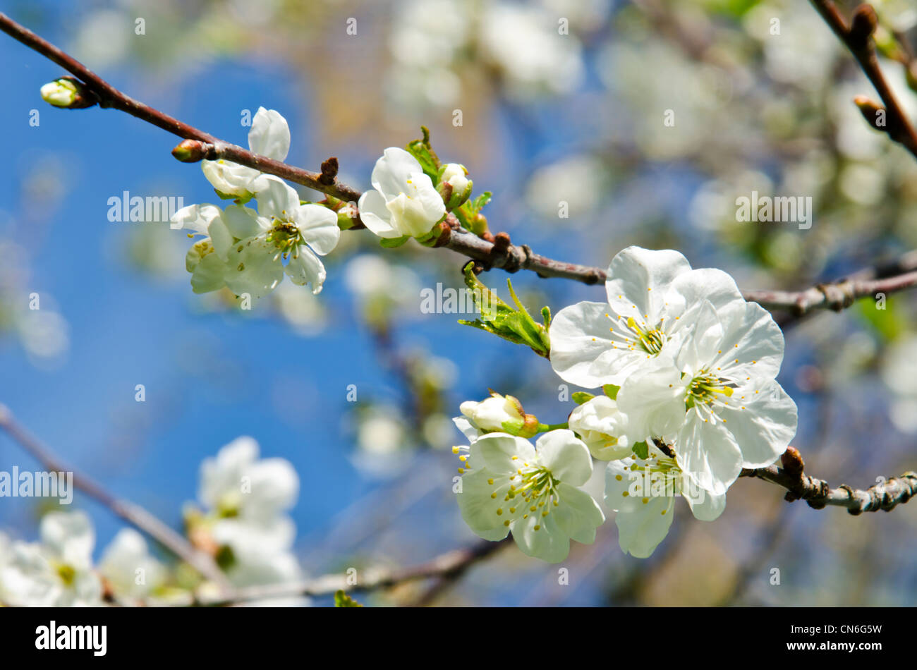 White cherry-tree buds and blooms in spring beauty closeup macro ...