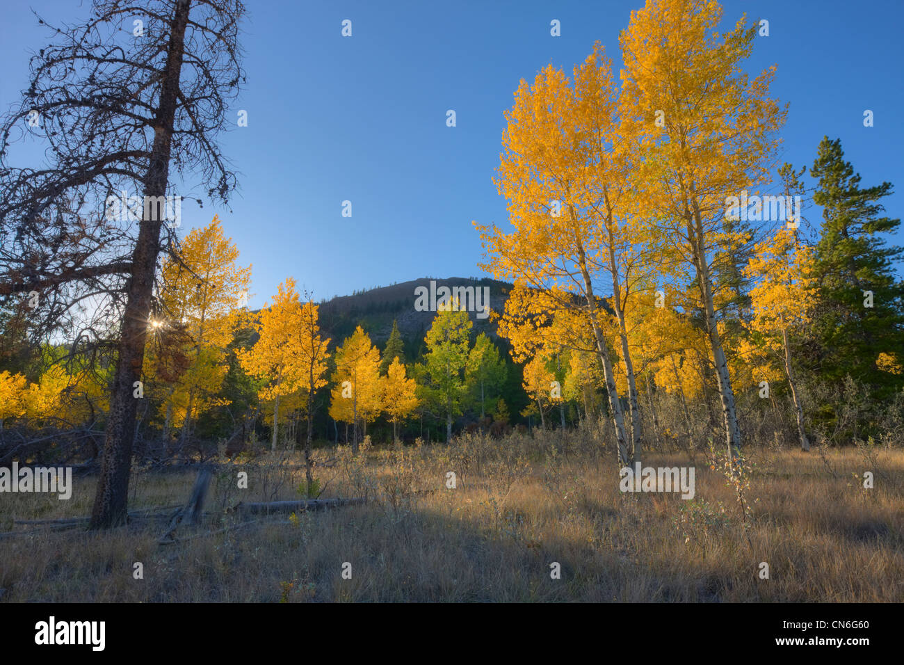 Golden aspen trees in alberta hi-res stock photography and images - Alamy