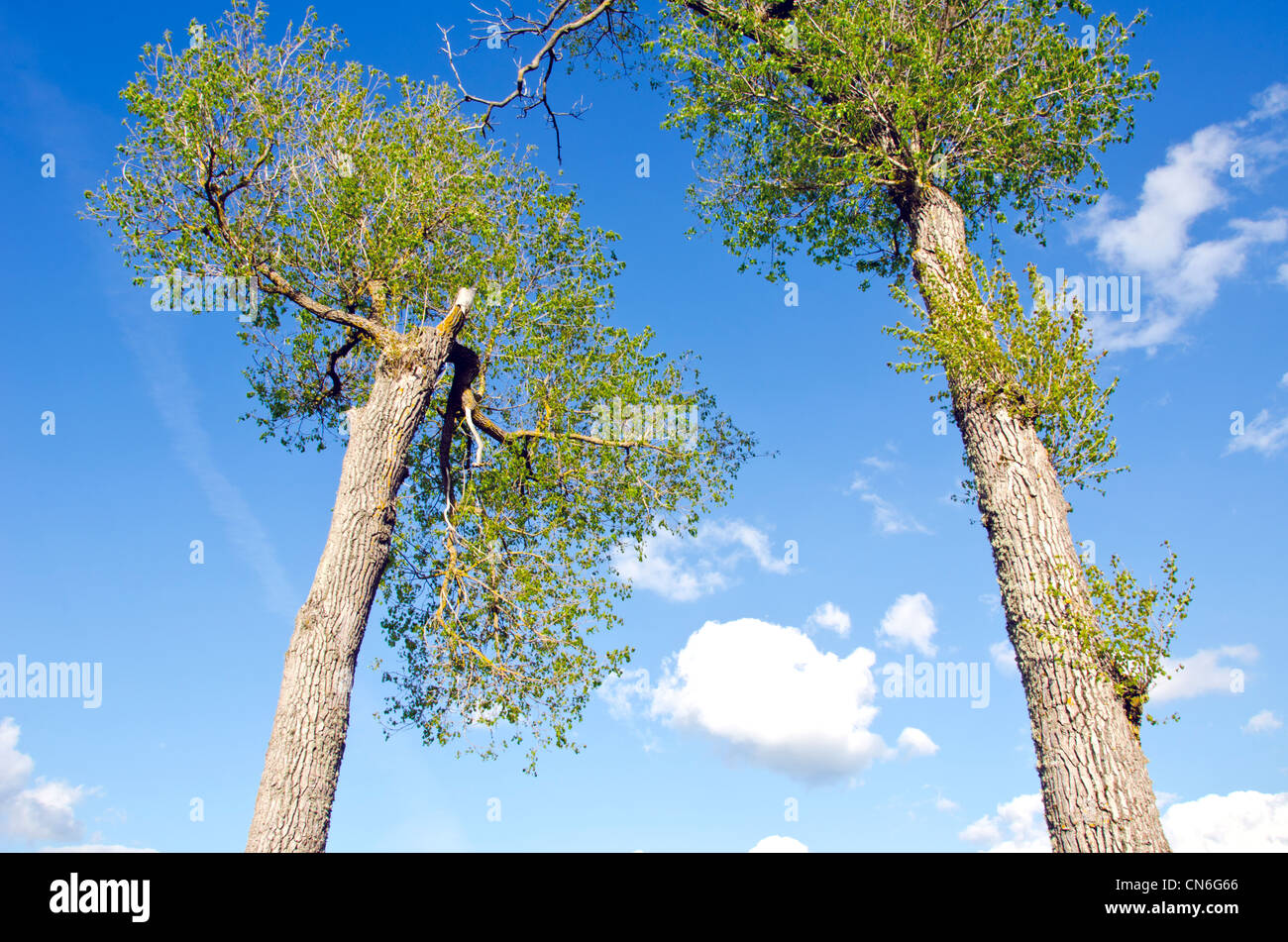 Old tall ash trees branch rises in spring blue cloudy sky Stock Photo ...