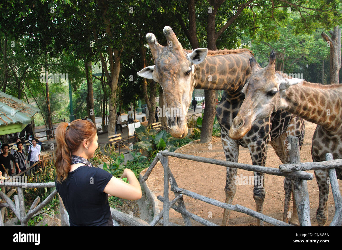 Visitors with giraffes at Chiang Mai Zoo, Chiang Mai, Chiang Mai ...