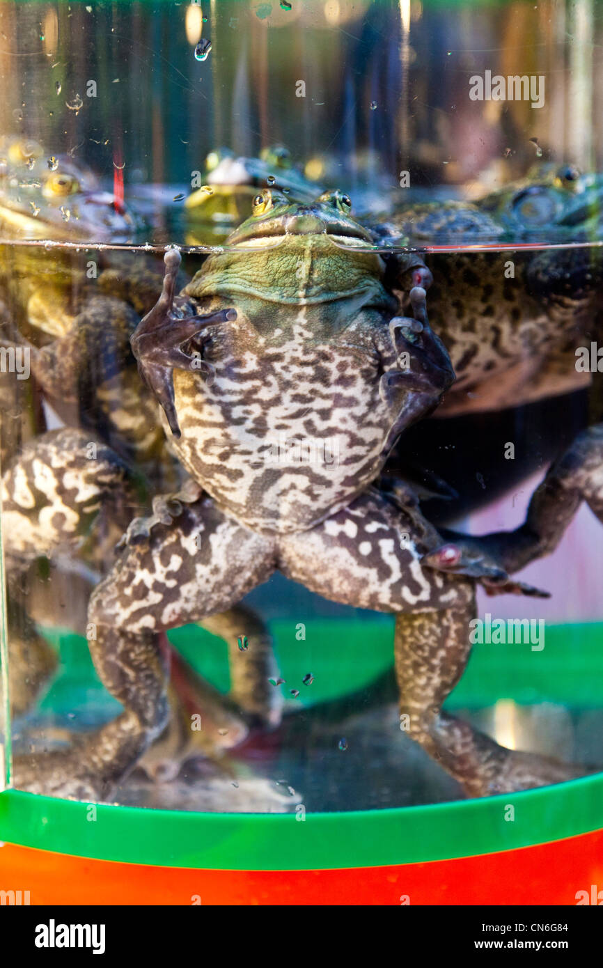 Live frogs for eating in jar on food stall in Keelung (Jilong) Temple ...