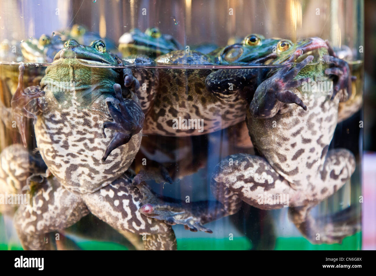 Live frogs for eating in jar on food stall in Keelung (Jilong) Temple ...