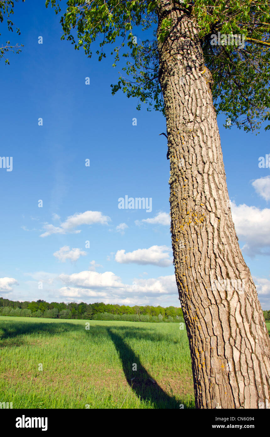 Old ash tree trunk and shadow falling on fields of grasslands. Forest ...