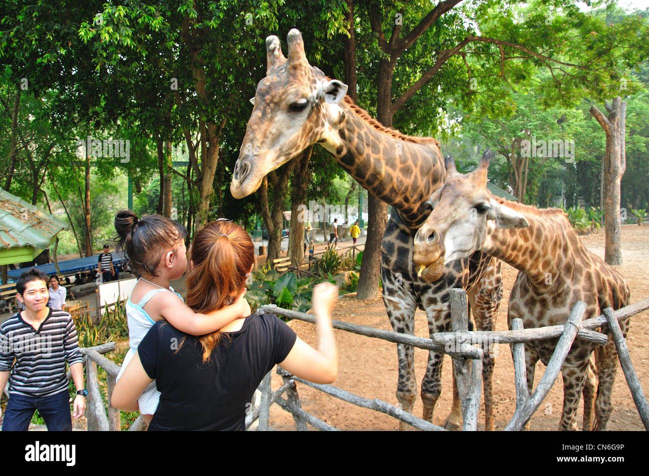 Asian giraffes hi-res stock photography and images - Alamy