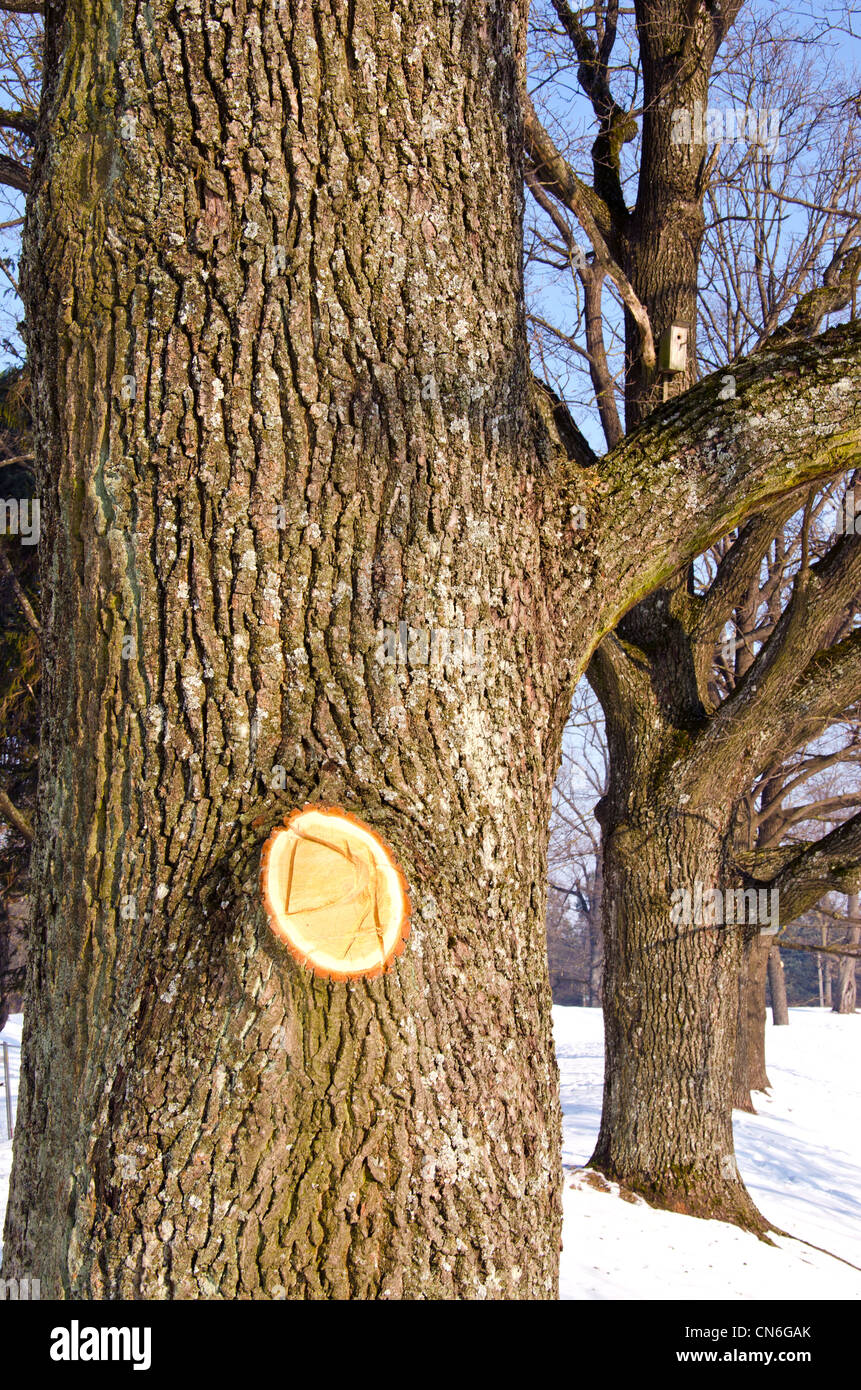 Tree wound hi-res stock photography and images - Alamy