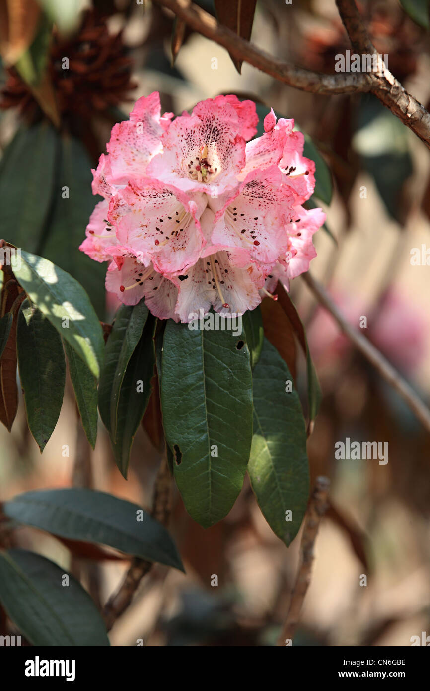 Nepali rhododendron - Nepal Stock Photo - Alamy