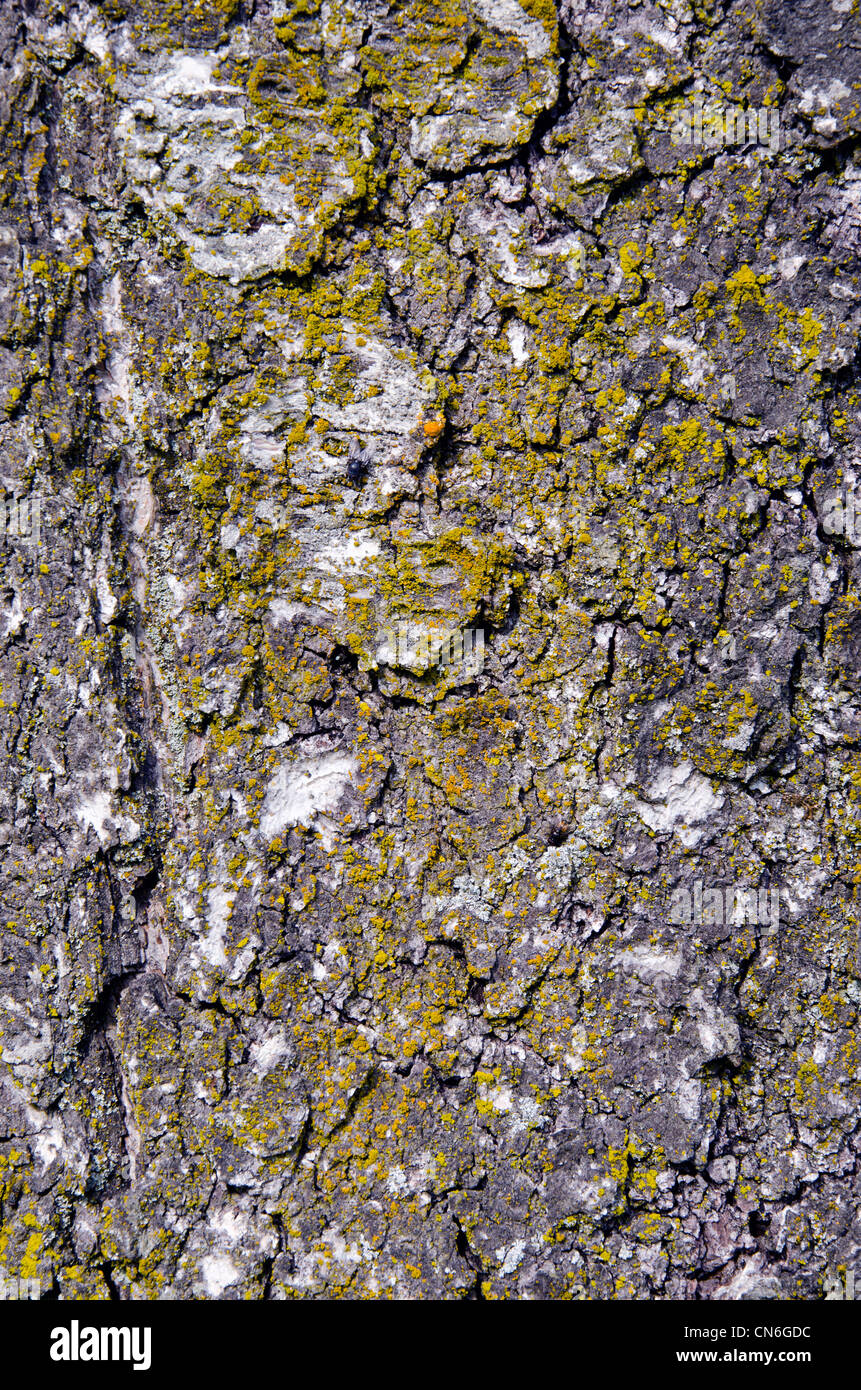Old mossy apple tree trunk bark closeup background textures Stock Photo ...