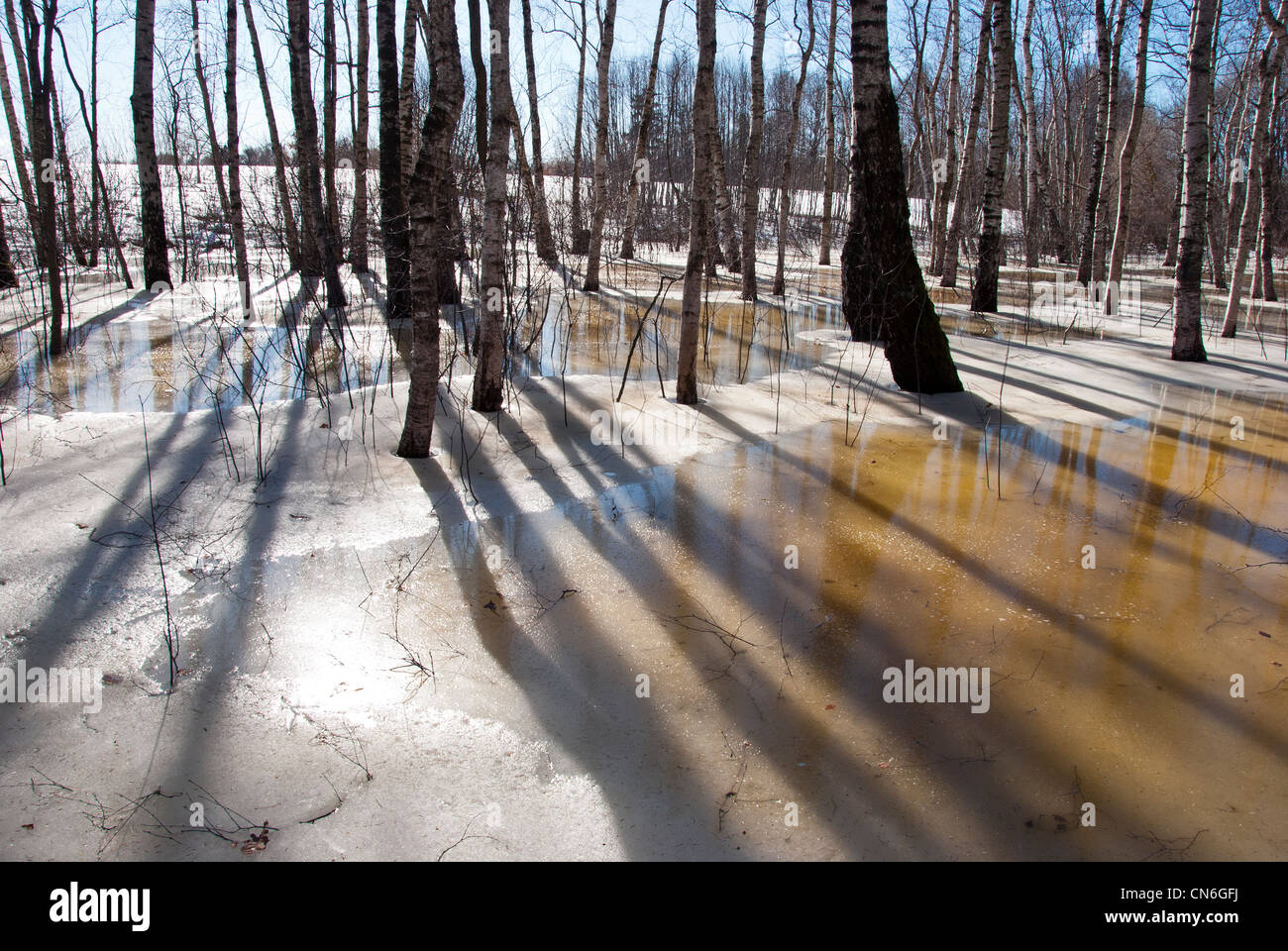 background of spring birch tree trunks shadows in forest and melting ...