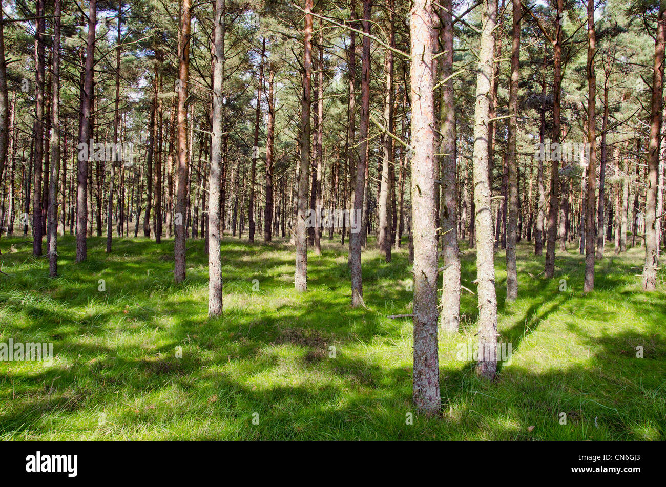 background of natural pine tree forest sunlight and shadows play. tree ...