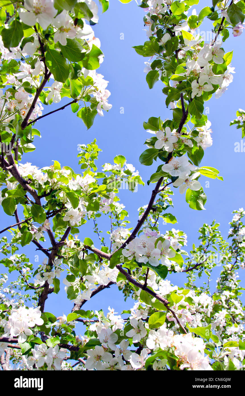 white blooming apple tree branches on background of blue sky. Natural ...