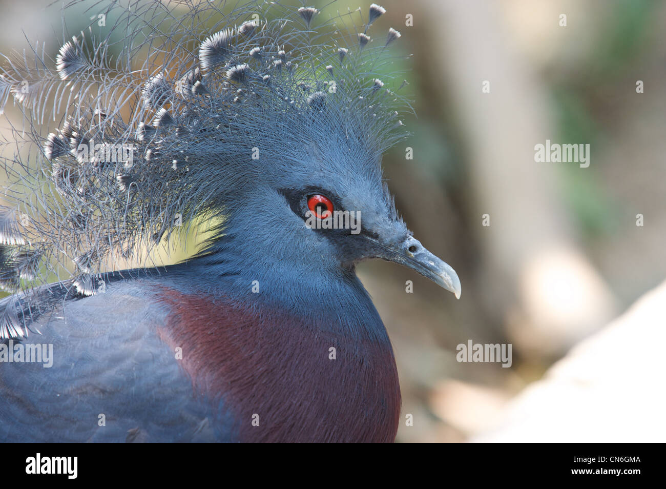 Bird head hi-res stock photography and images - Alamy