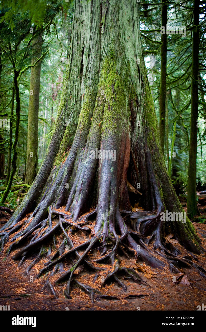 Giant Mossy Tree with Roots, Cathedral Grove, MacMillan Provincial Park ...