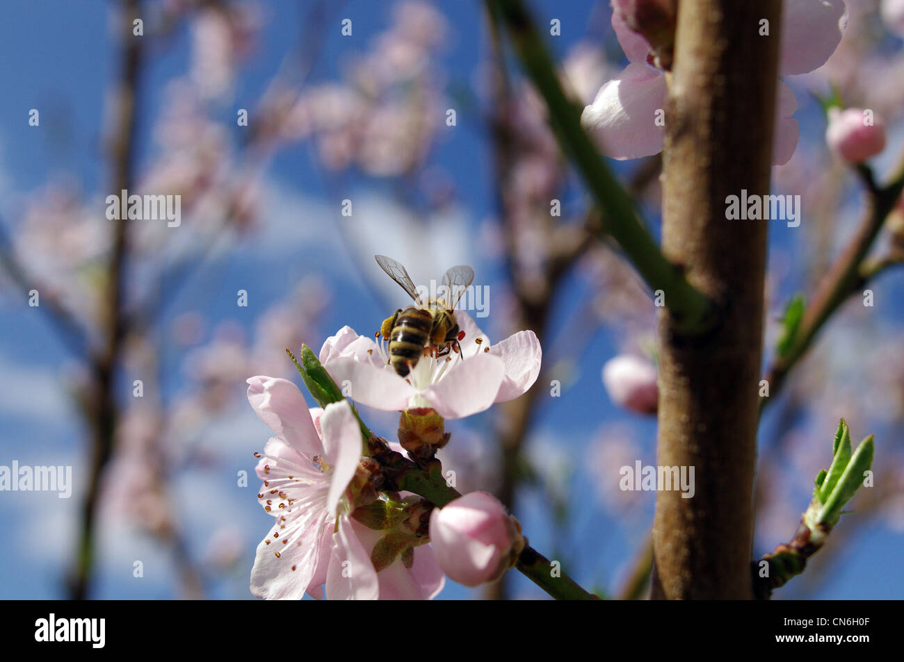 Entomophilous pollination hi-res stock photography and images - Alamy