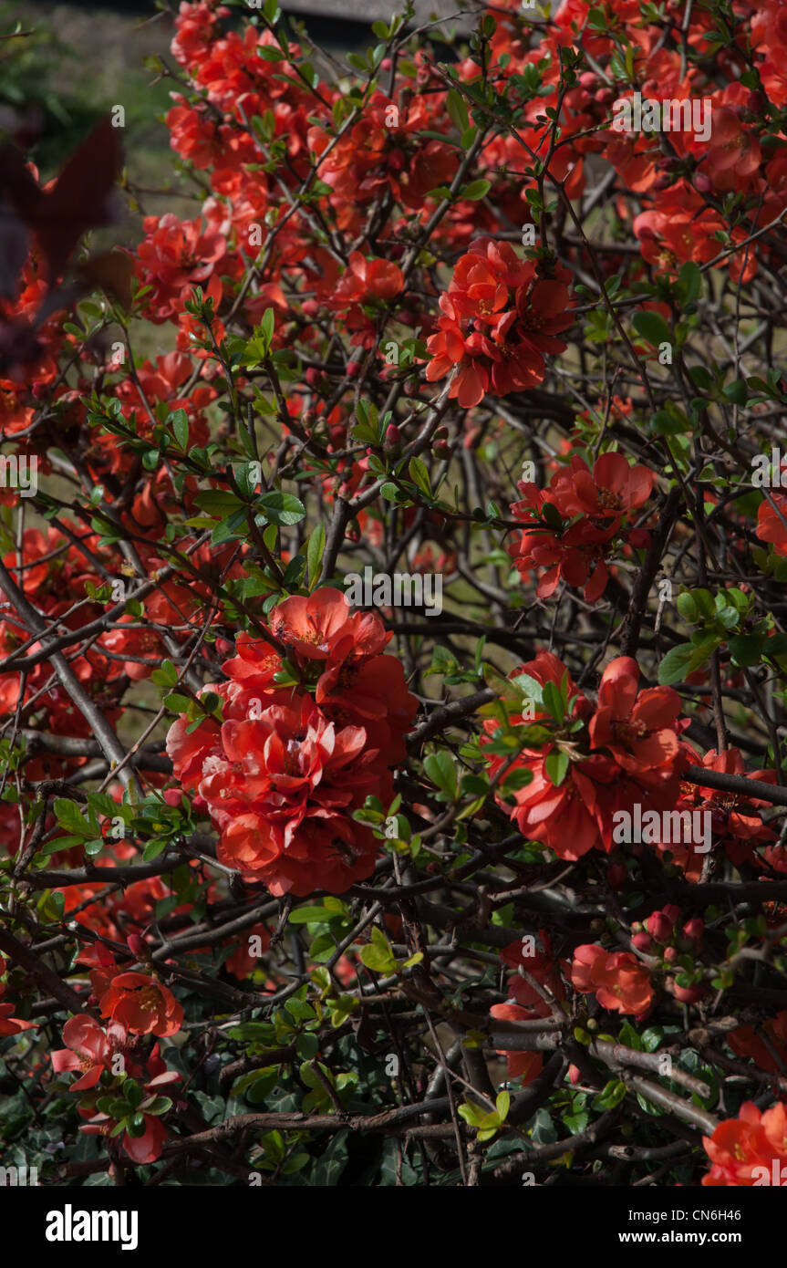 Azalea Japonica `Hino Chrimos` shrub in full flower Stock Photo - Alamy