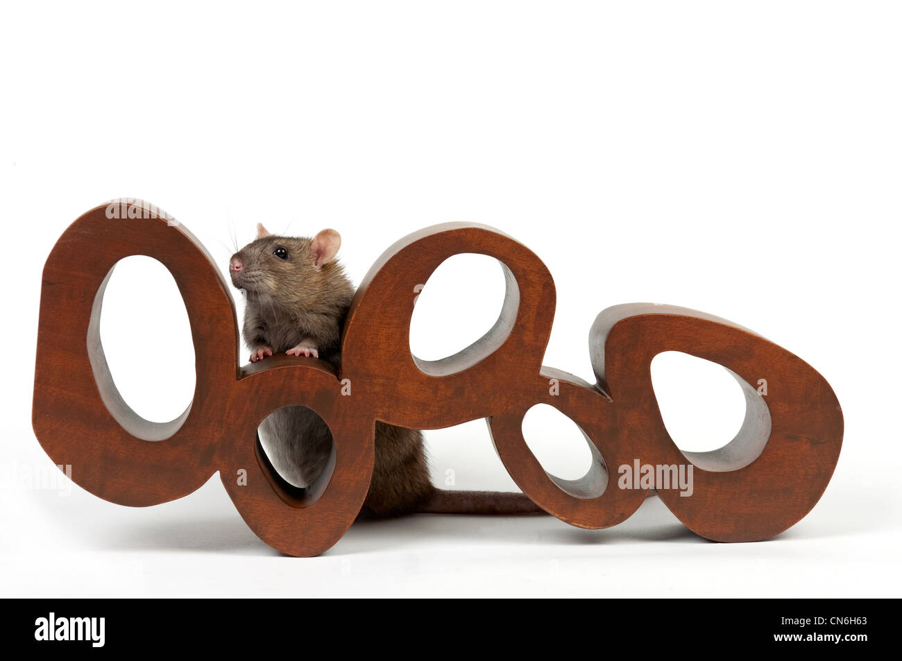 Rats sculpture hi-res stock photography and images - Alamy