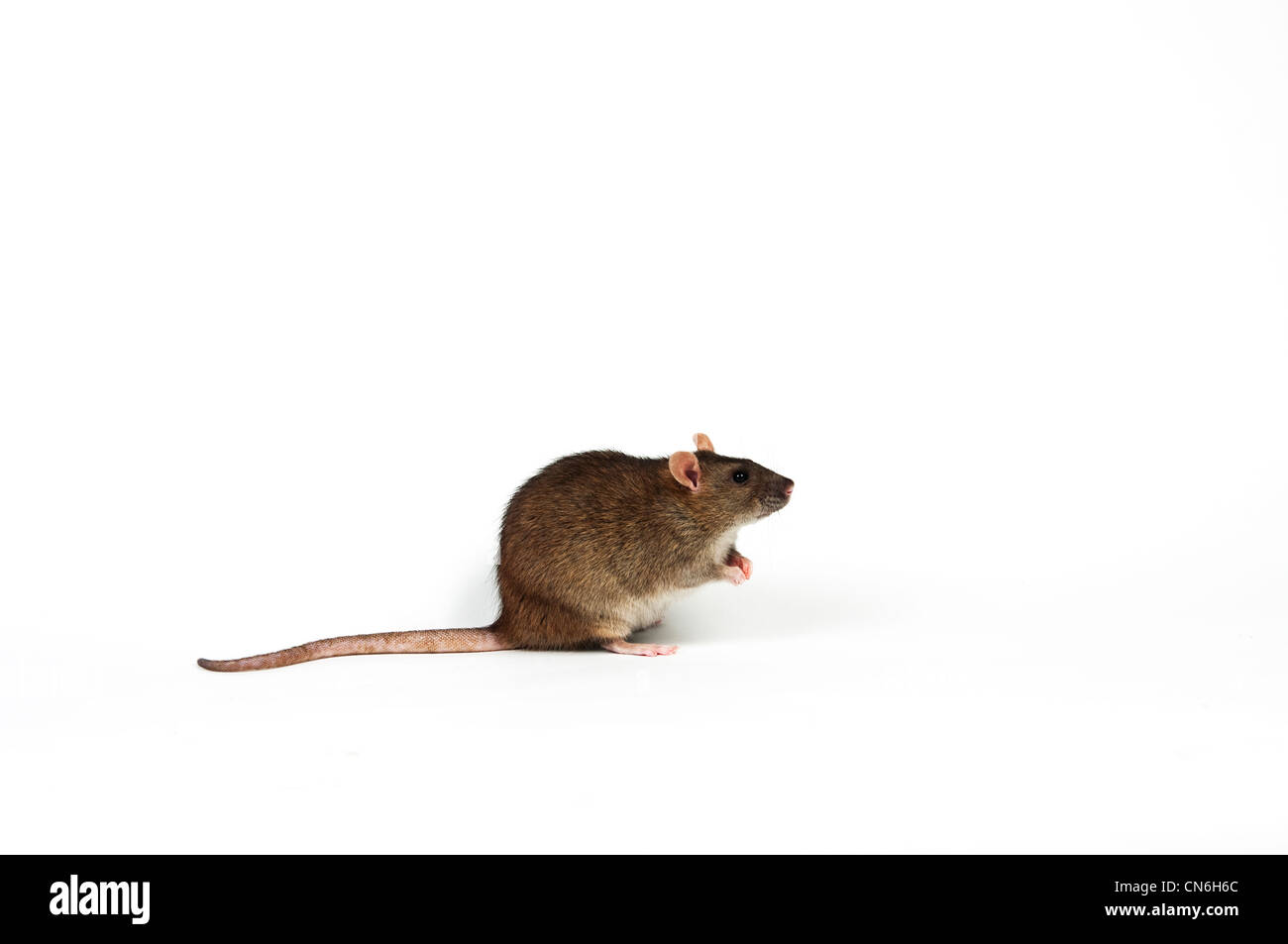 Brown rats Cut Out Stock Images & Pictures - Alamy