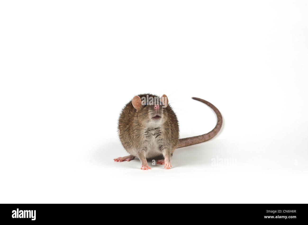 Brown pet rat on a white background Stock Photo - Alamy