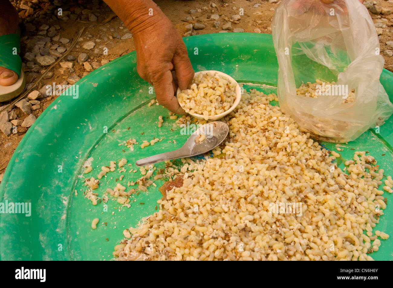 ant eggs,edible,ants,chiang rai,Thailand Stock Photo - Alamy