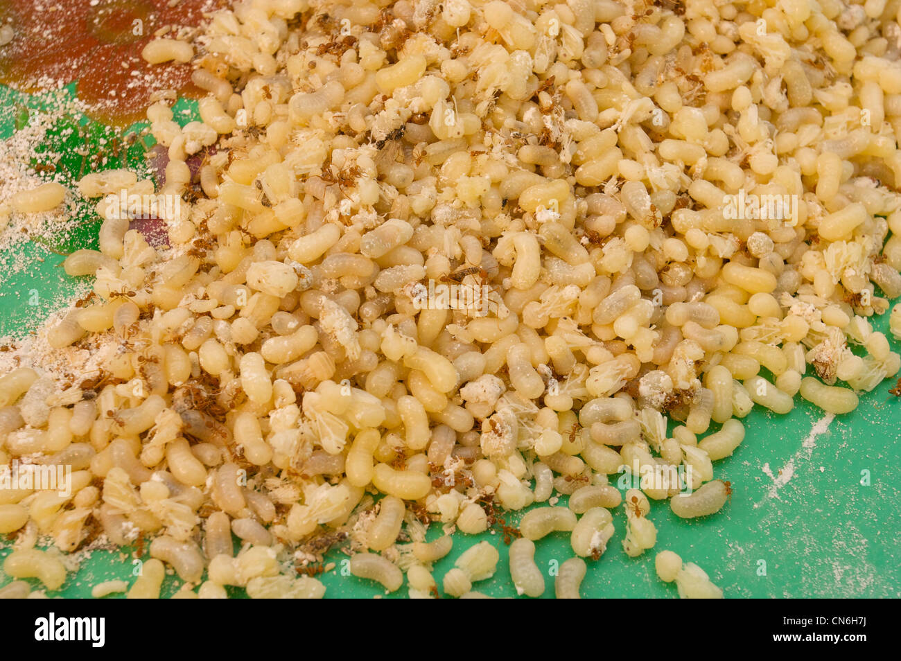 Ant eggs hi-res stock photography and images - Alamy