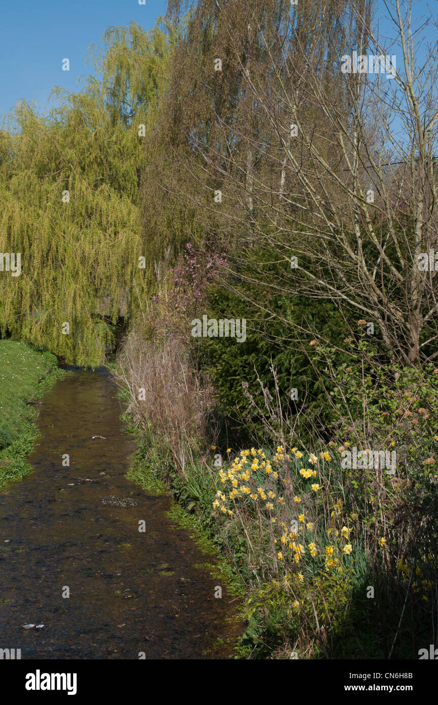 shallow brook/stream with daffodils grass shrubs willow tree Stock ...