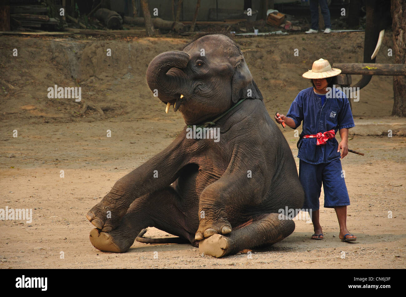Elephant and mahout display at The Elephant Show at Maetaman Elephant ...