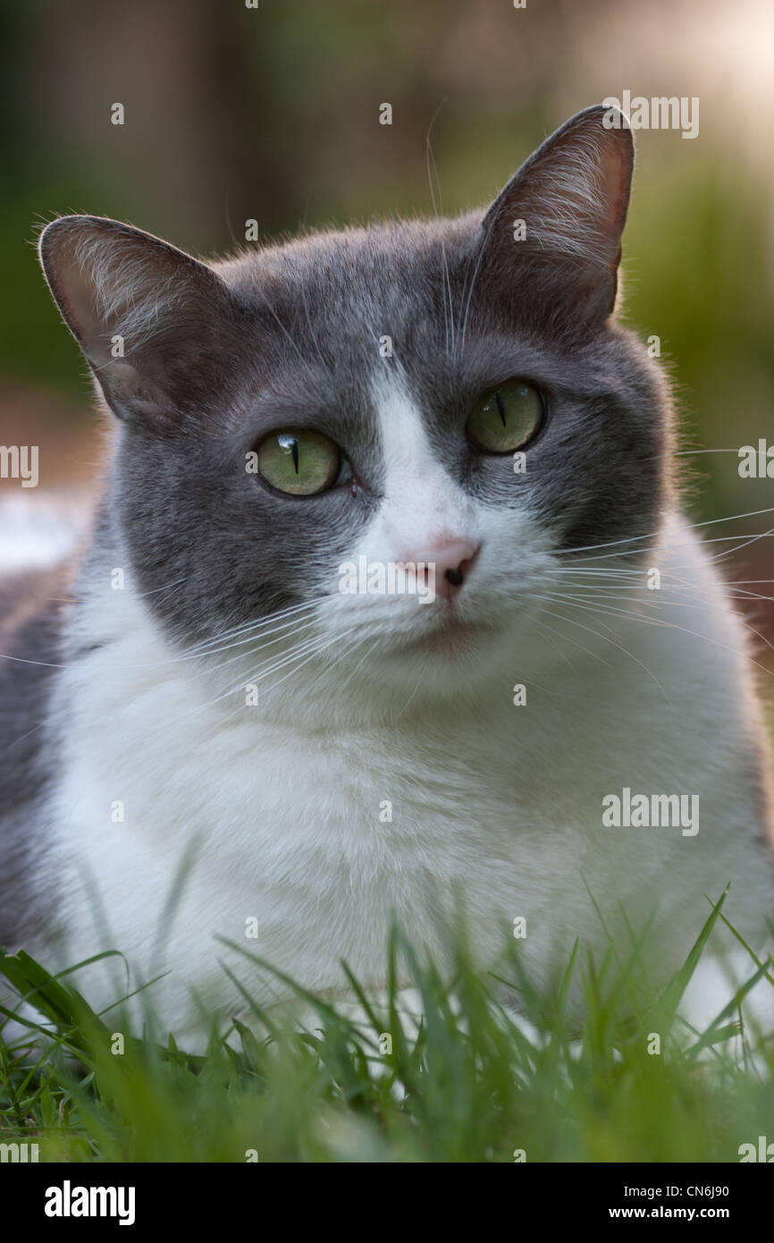 Casper Cat Feline Fur Short Hair Cat Stock Photo - Alamy