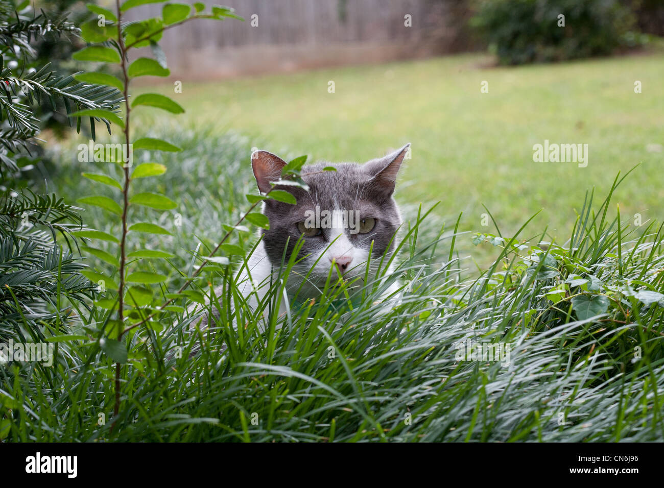 Cat Feline Fur Domestic Stock Photo - Alamy