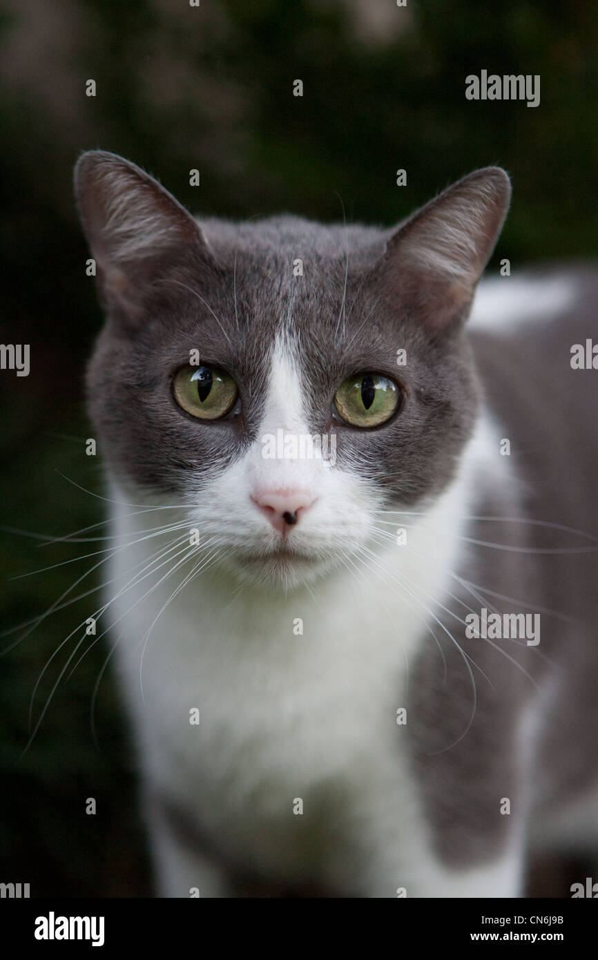 Casper Cat Feline Fur Short Hair Cat Stock Photo - Alamy