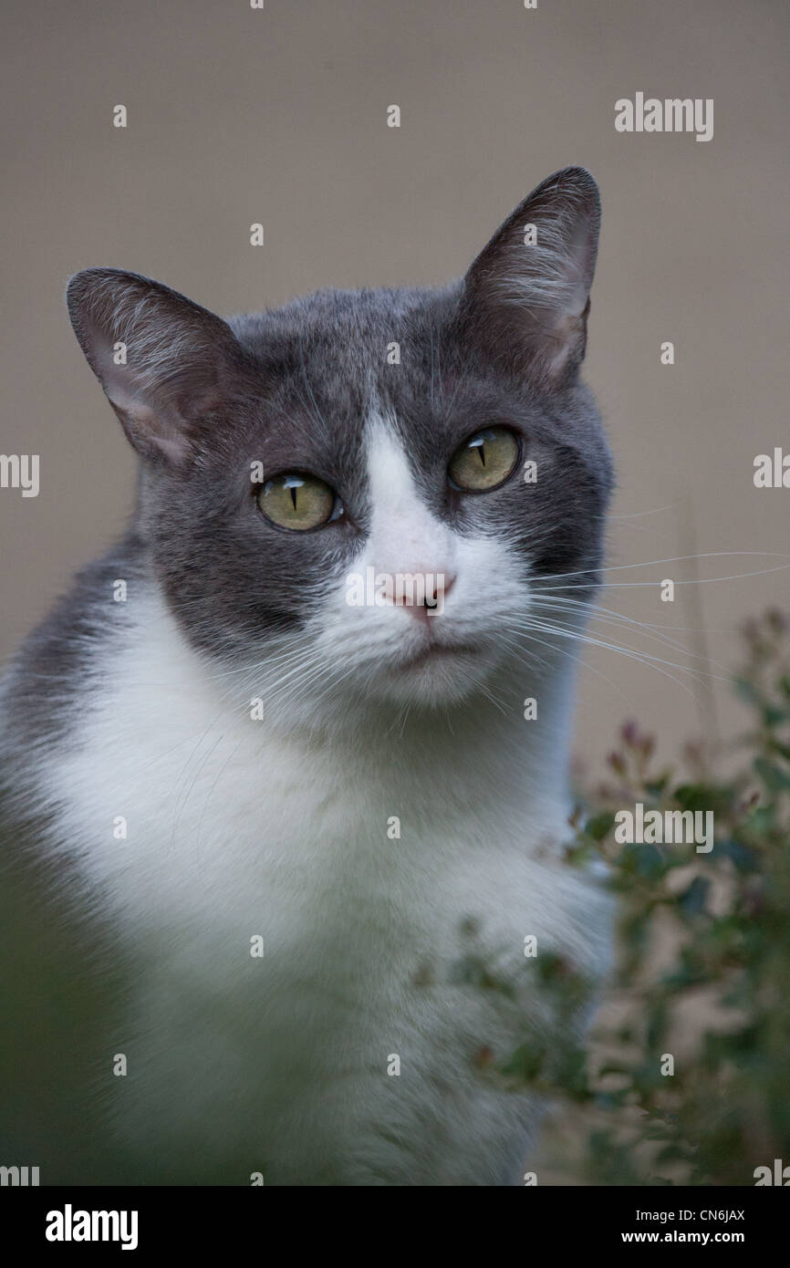 Casper Cat Feline Fur Short Hair Cat Stock Photo - Alamy