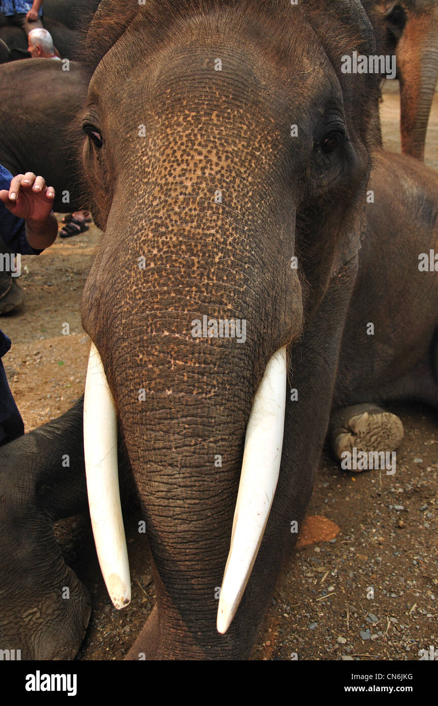 Elephant with tusks at The Elephant Show at Maetaman Elephant Camp ...