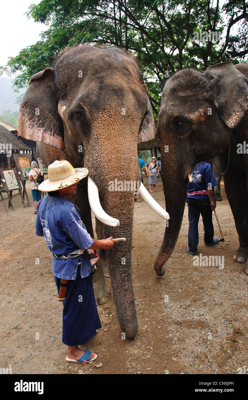 Mahout and elephant at The Elephant Show, Maetaman Elephant Camp, near ...