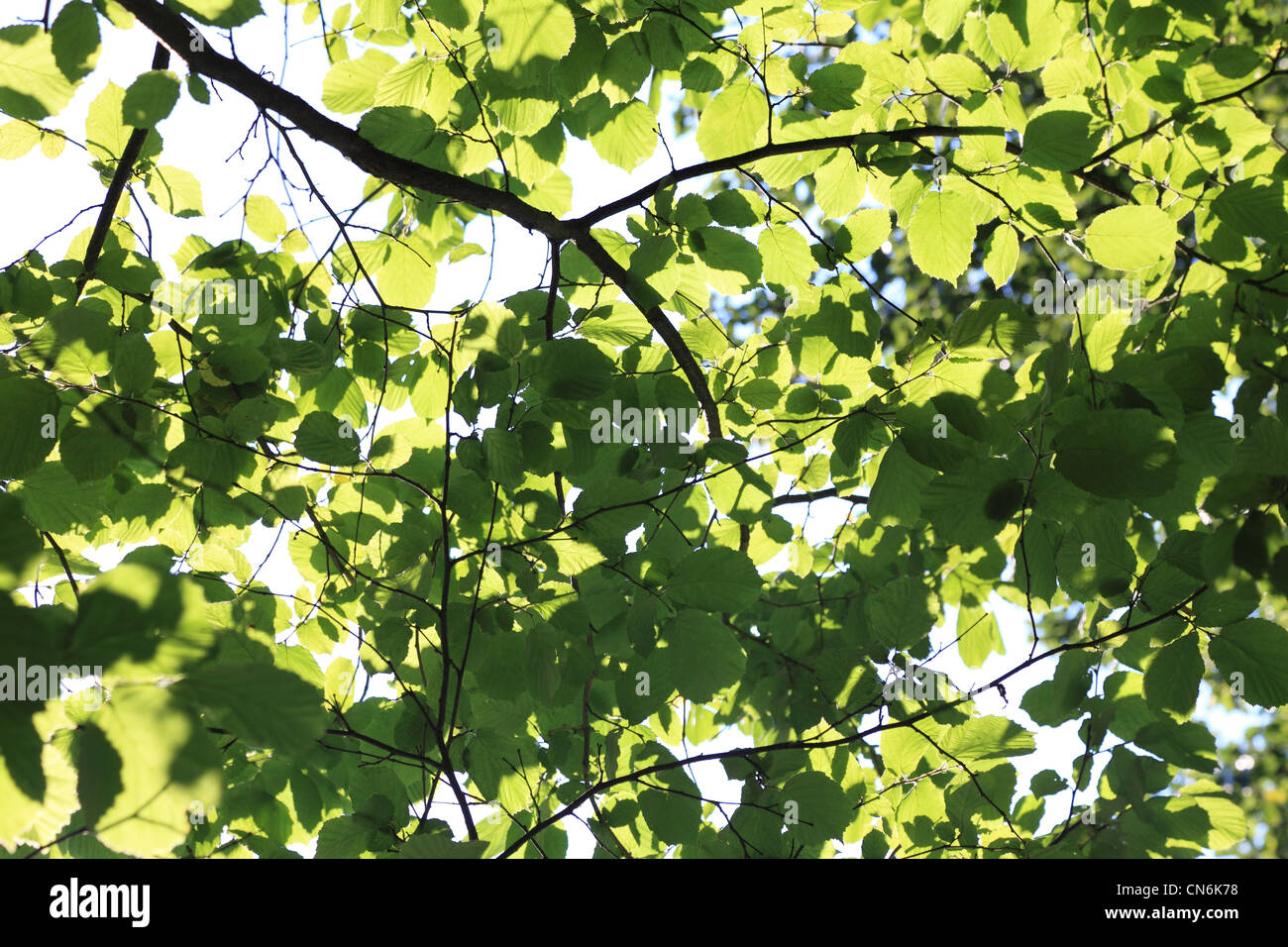 Green leaves texture background on tree Stock Photo - Alamy