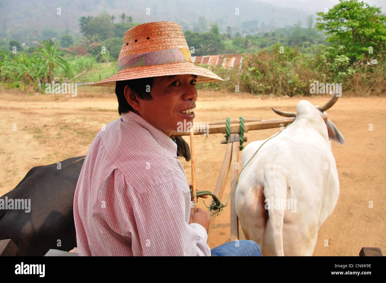 Ox-Cart ride at Maetaman Elephant Camp, near Chiang Mai, Chiang Mai ...