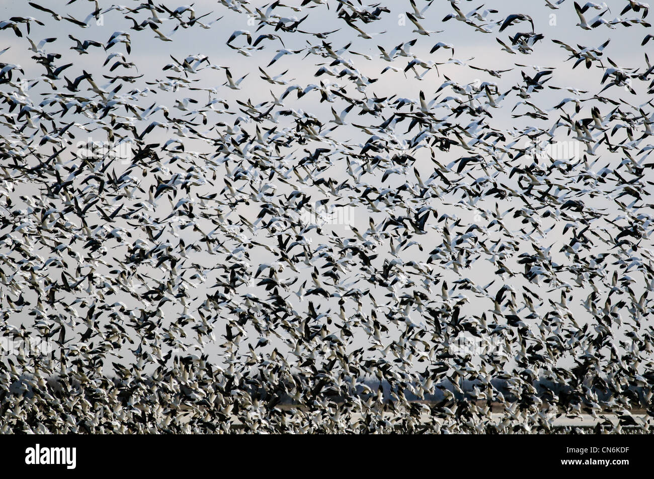 Flock of large birds hi-res stock photography and images - Alamy