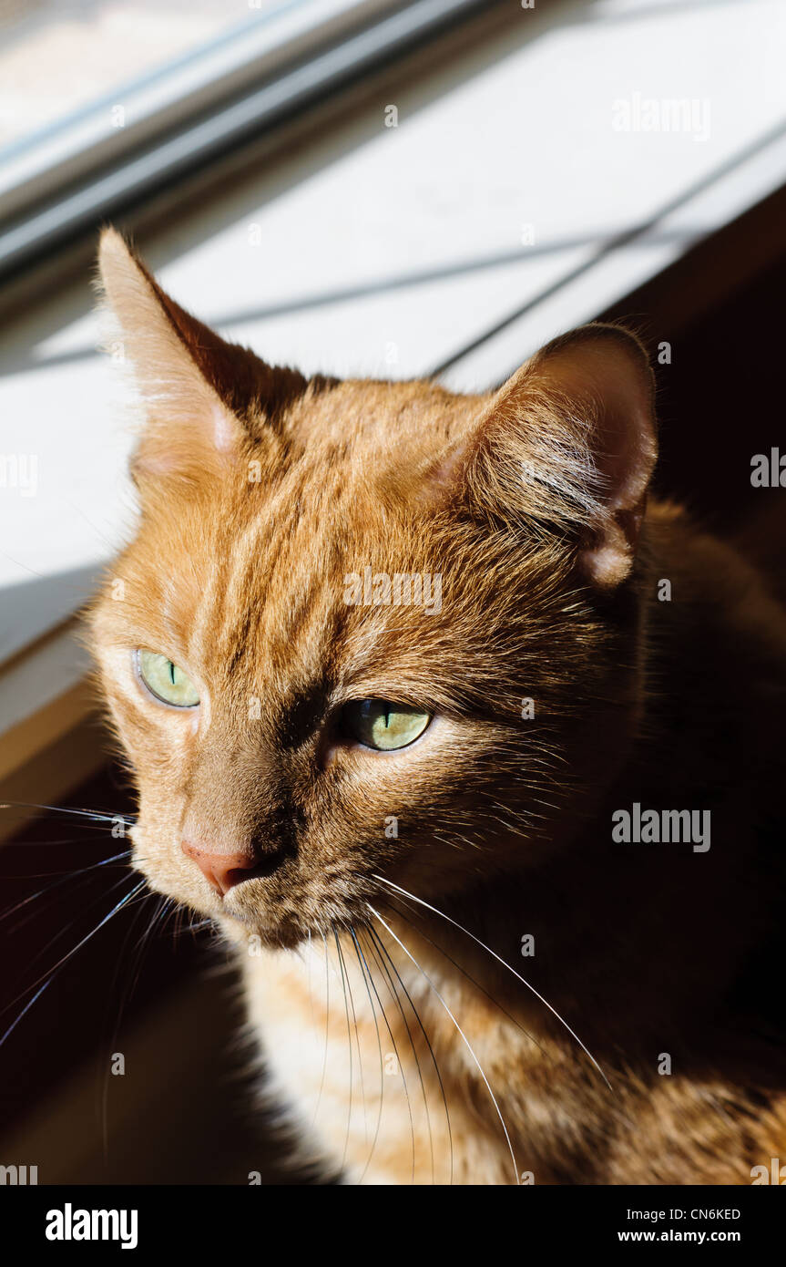 Orange cat with green eyes in sunbeam by window Stock Photo - Alamy