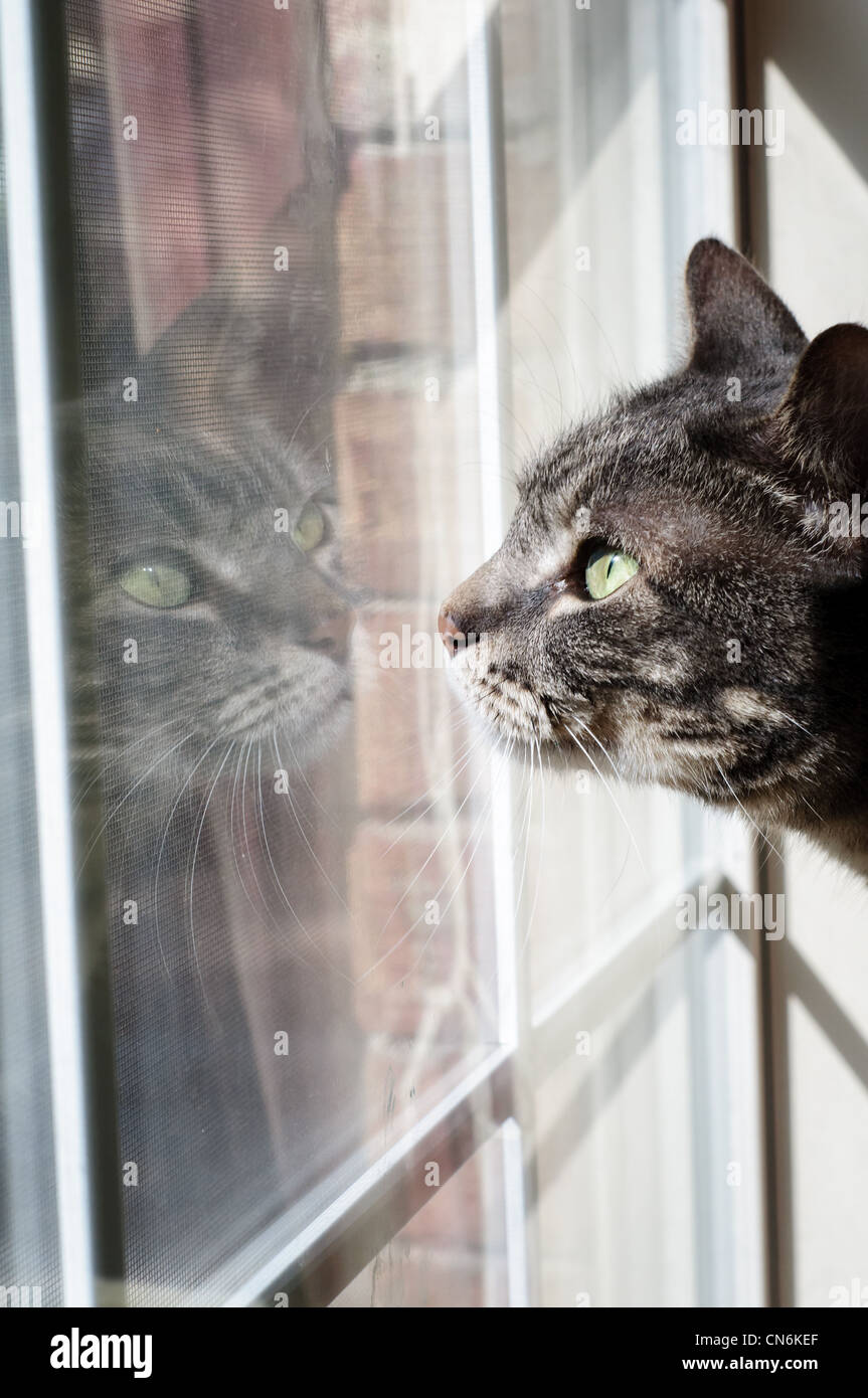 Gray cat with green eyes looking out window at its reflection Stock ...