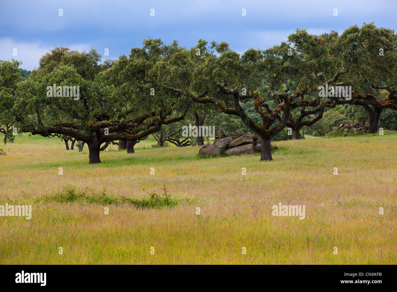 Portugal, Alentejo tree Stock Photo - Alamy