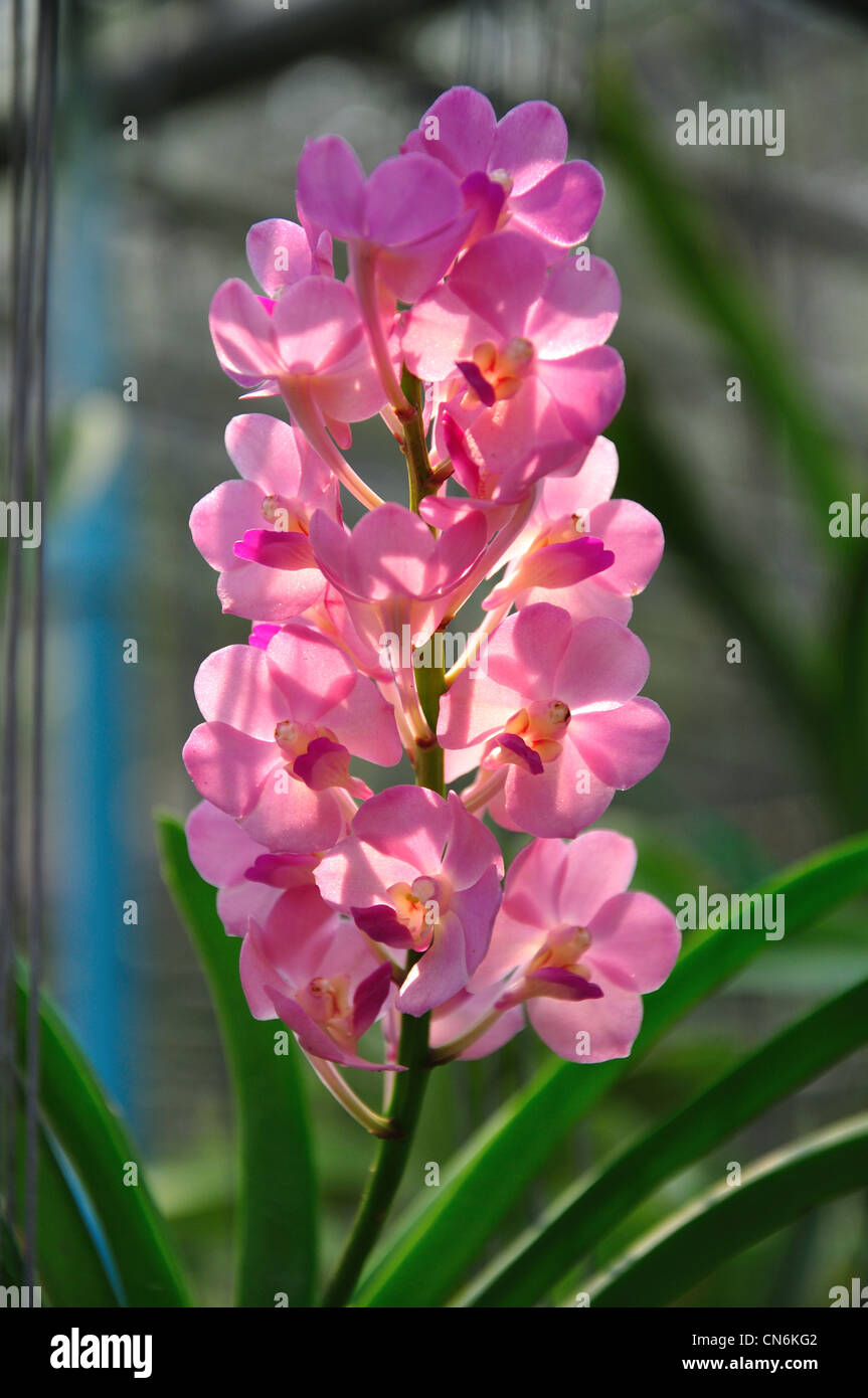 Pink orchid plant at Orchid Farm near Chiang Mai, Chiang Mai Province ...