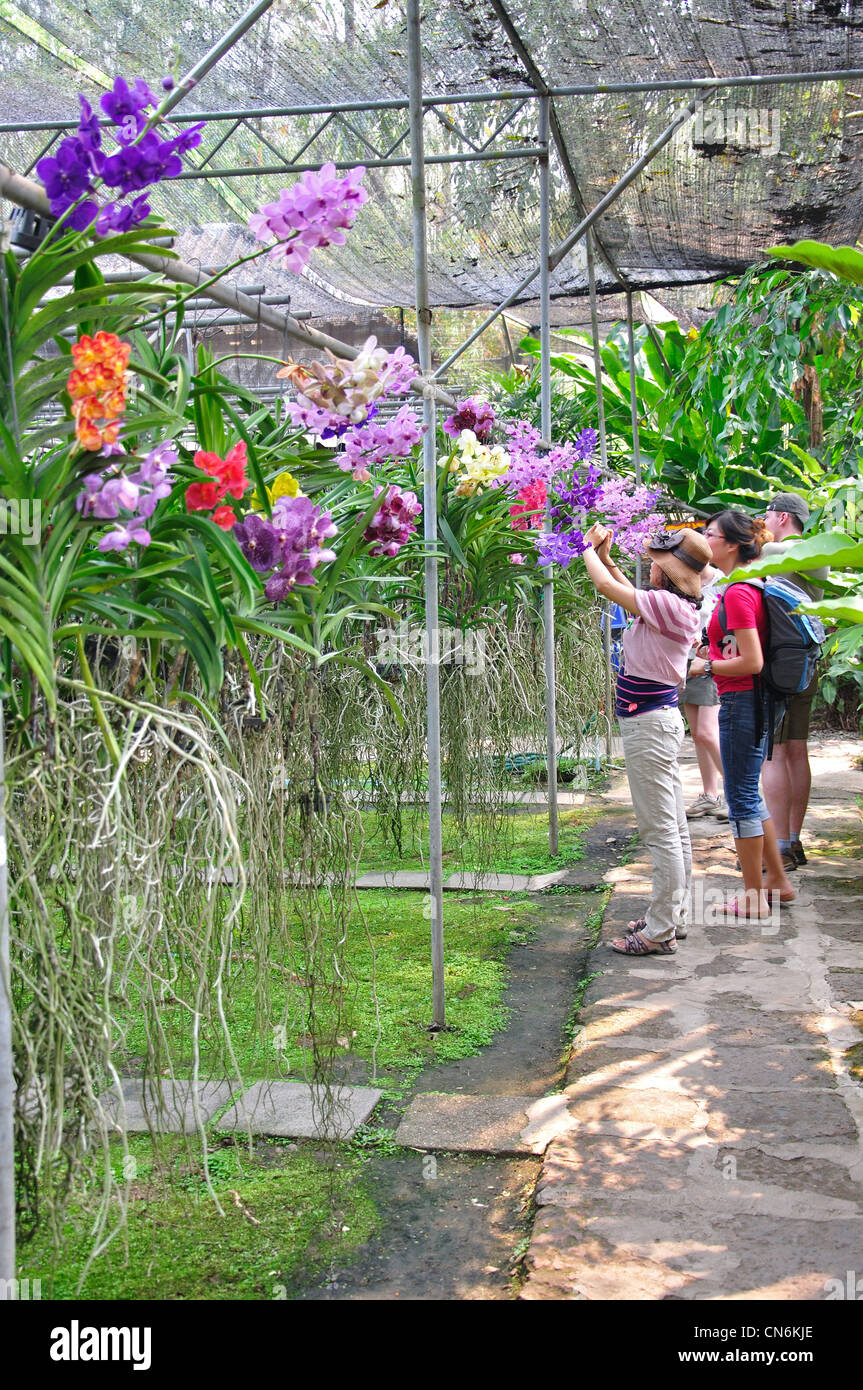 Orchid flowers growing at Orchid Farm near Chiang Mai, Chiang Mai ...