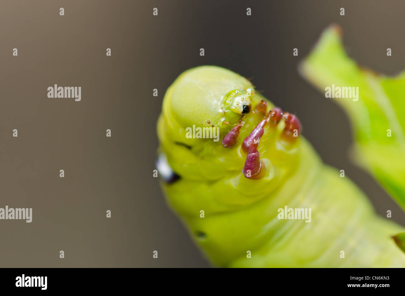 worm in green nature or in the garden Stock Photo - Alamy